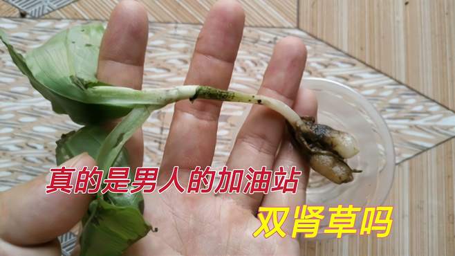 无意中挖到的小植物,难道真的是男人的加油站,双肾草吗?