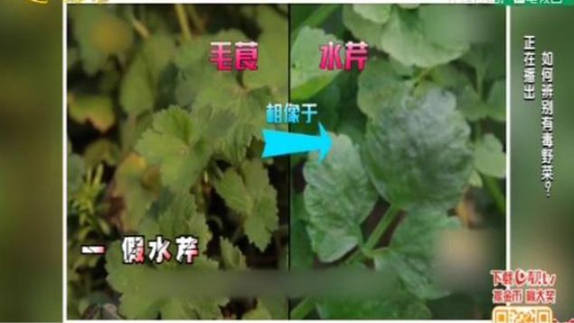 这些毒野菜你认得几种呢