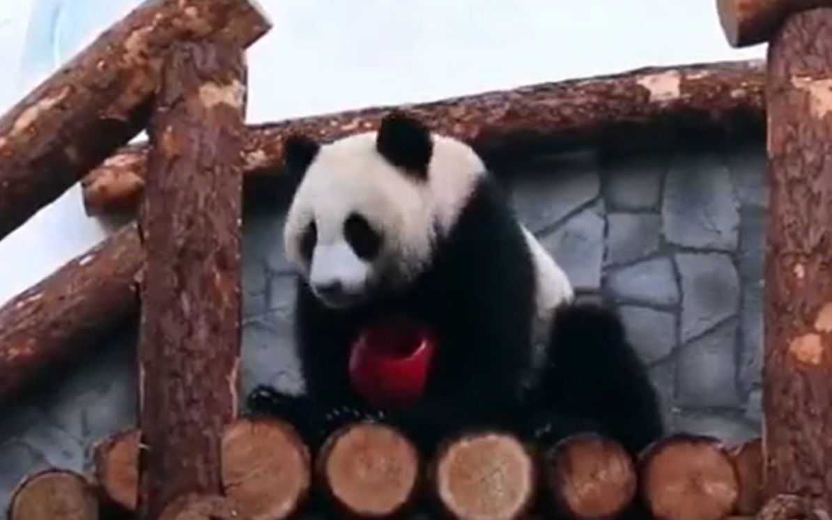 大熊猫在俄罗斯“营业”,俄罗斯人为了留下熊猫,竟想用北极熊换