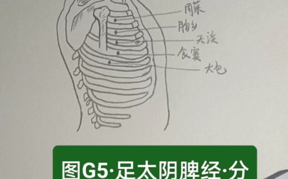 《图G5·足太阴脾经》分