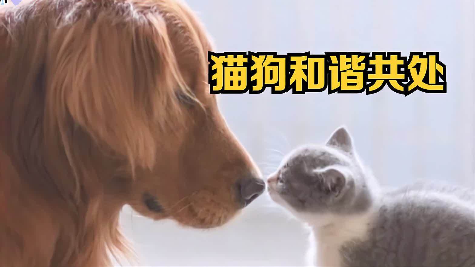 猫跟狗能和谐相处吗,视频告诉你十种狗狗不跟猫打架,跟它一起玩