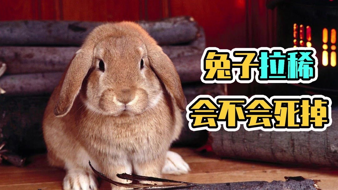 兔子拉稀会不会死掉