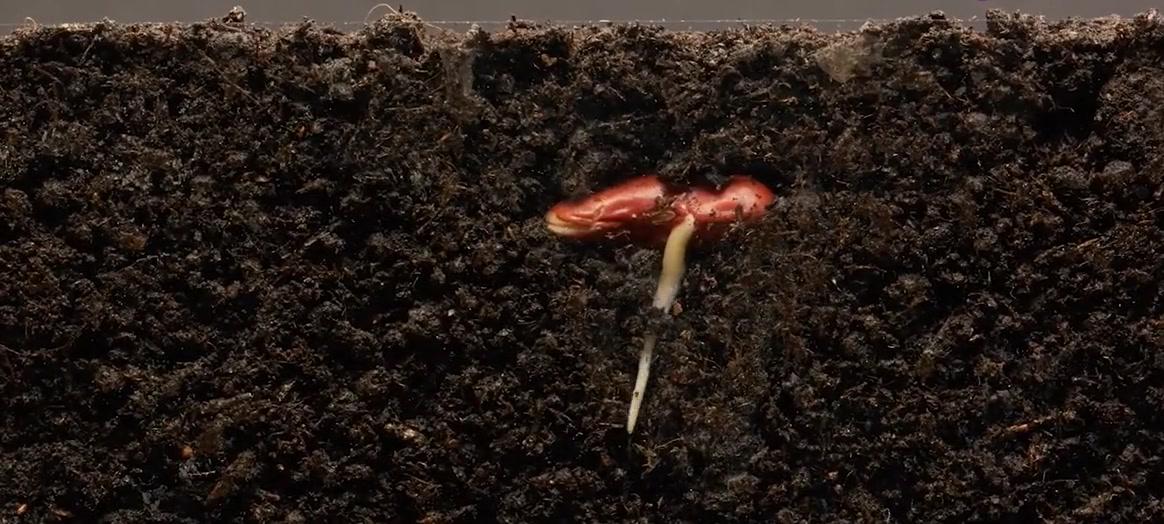 种子如何破土而出?老外用摄像机记录生长过程,生命真是个奇迹!