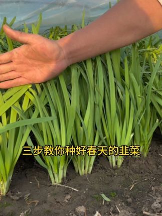 韭菜种植技巧,三步教你种好韭菜种菜