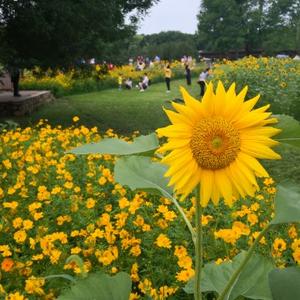 心有花木笑看红尘 