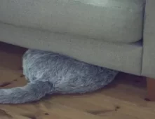 遭受疯抢的日本“无头猫”,到底有多厉害?民众:根本不想放手