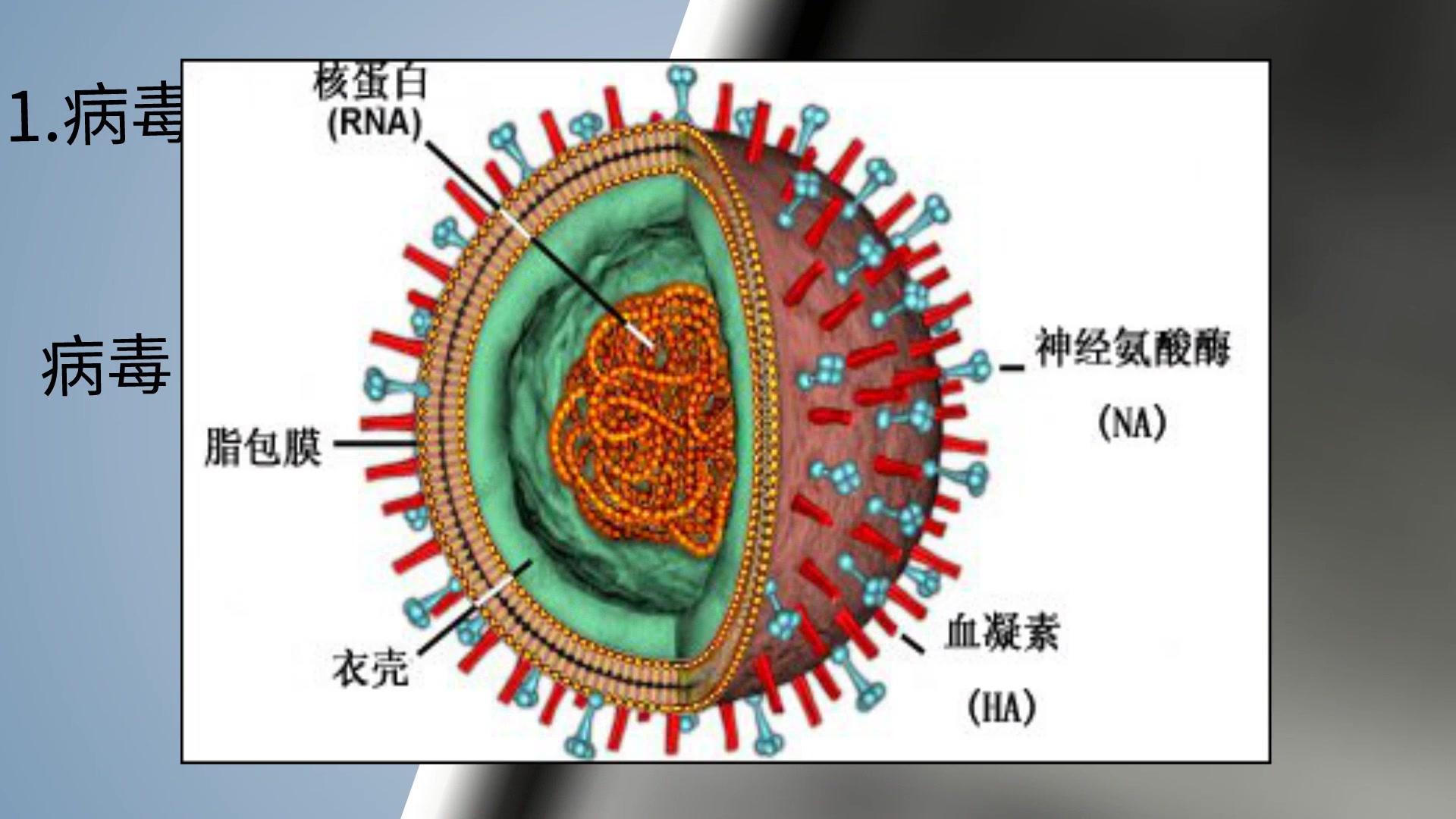 【动态ppt演示软件】流感病毒究竟有多大,戴口罩都挡不住?