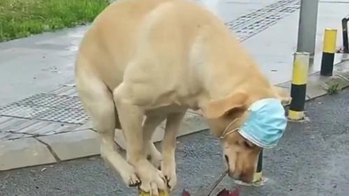 狗狗肯定学过杂技表演,居然能独自站在马路柱子上,真让人大开眼界