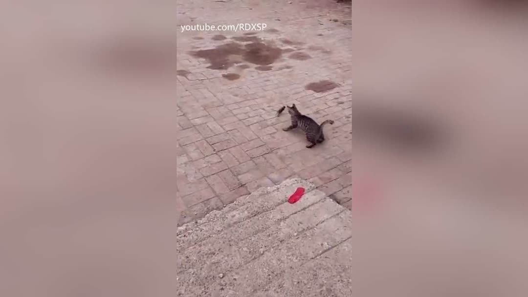 实拍猫抓老鼠的全过程,老鼠的内心是绝望的