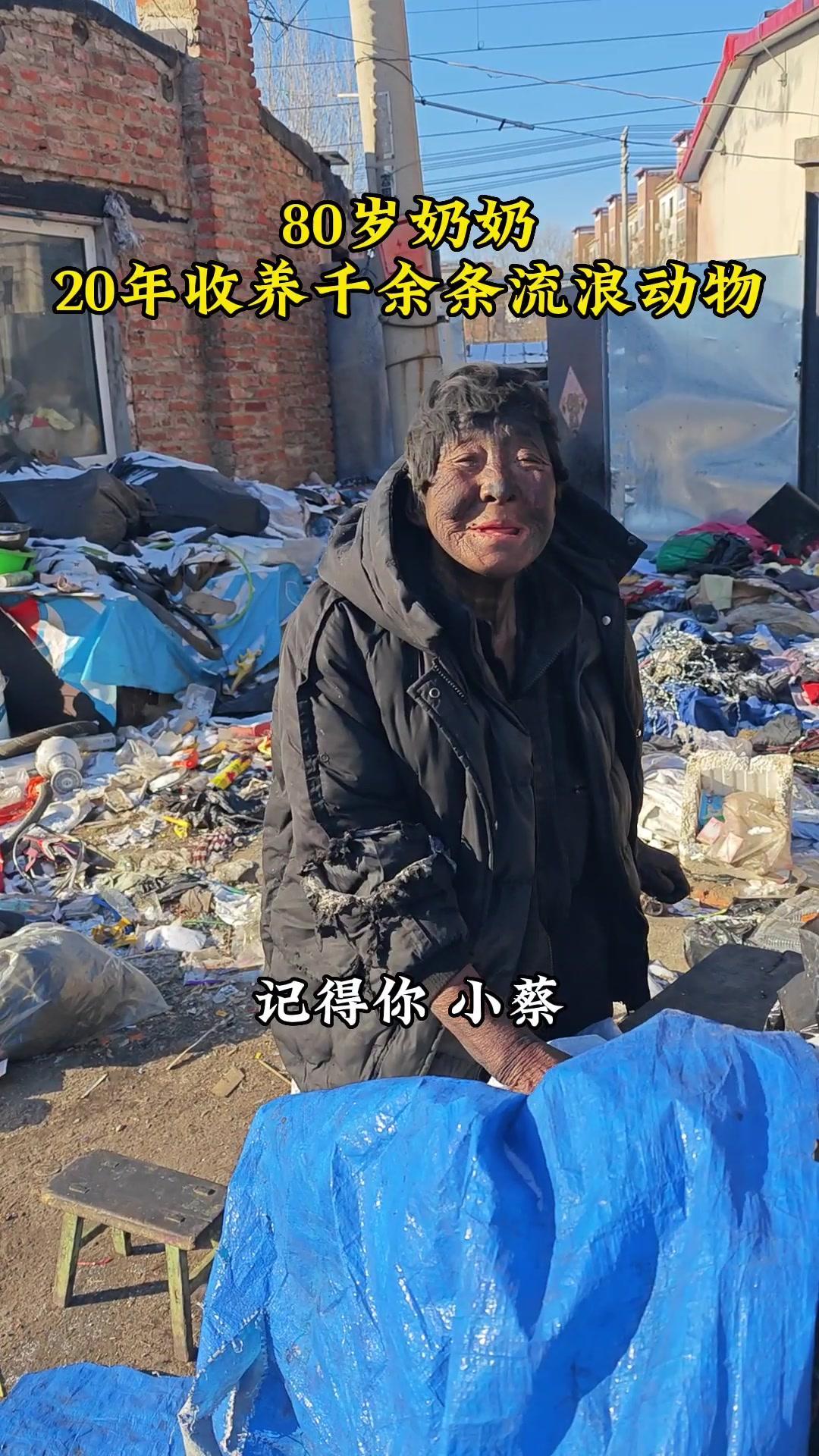 收养流浪动物:小小举动,大大改变