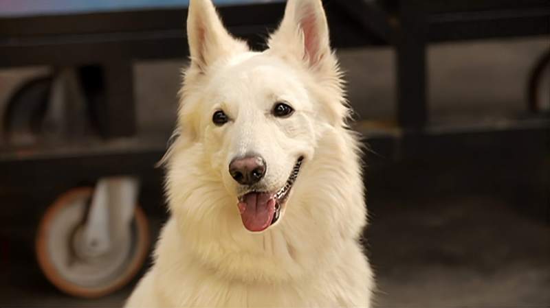 原来狗打哈欠是为了传递这样的信息