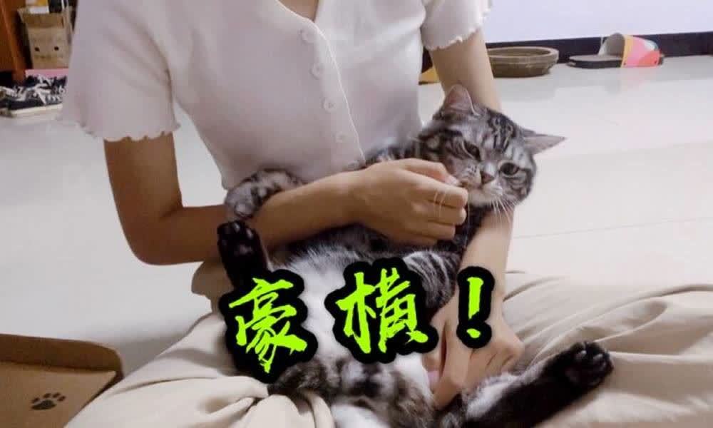 测试猫咪对主人的信任度,肥猫无条件的信任女主人