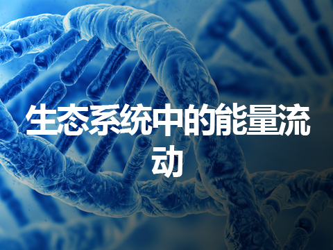 生态系统中的能量流动