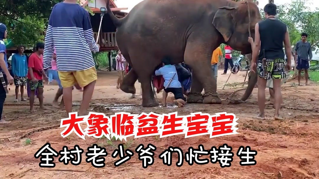 大象临盆生宝宝,全村老少爷们来接生。