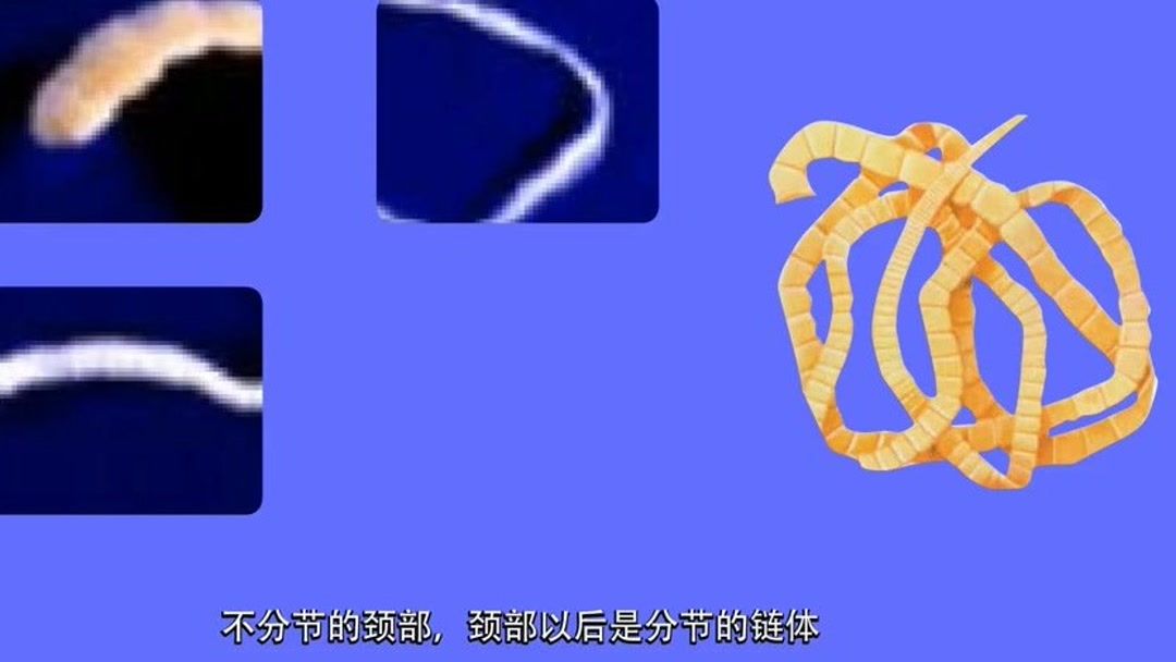 「秒懂百科」原来奇异等带绦虫长这样