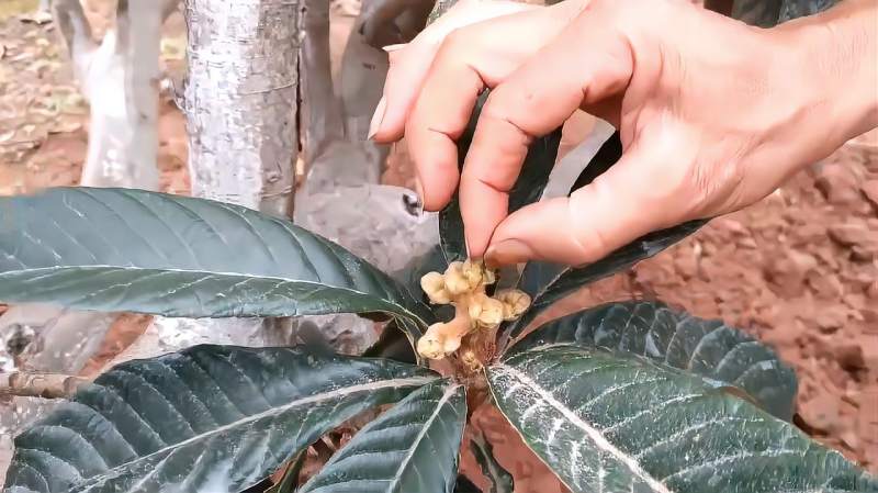 15元斤,探访枇杷果园,种植牛人实地讲解果树采后管理(3)