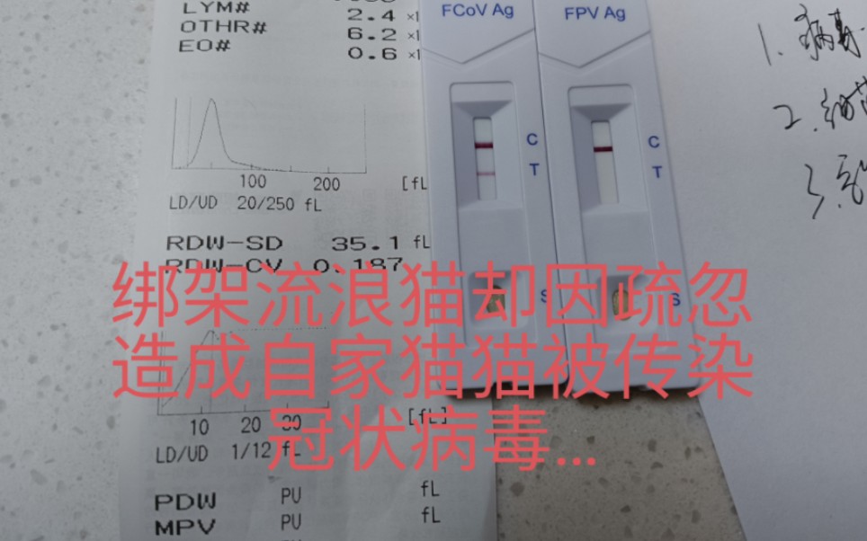 绑架流浪猫却因疏忽造成自家猫猫被传染冠状病毒…