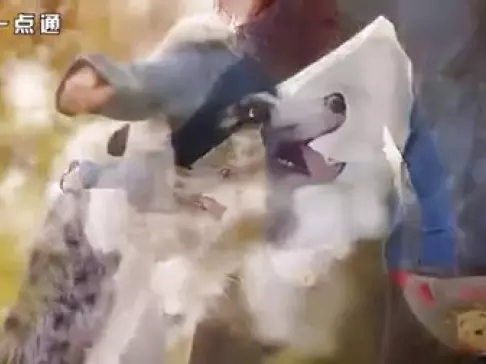 怎么教狗狗定点大小便_训狗教程视频_训练狗狗