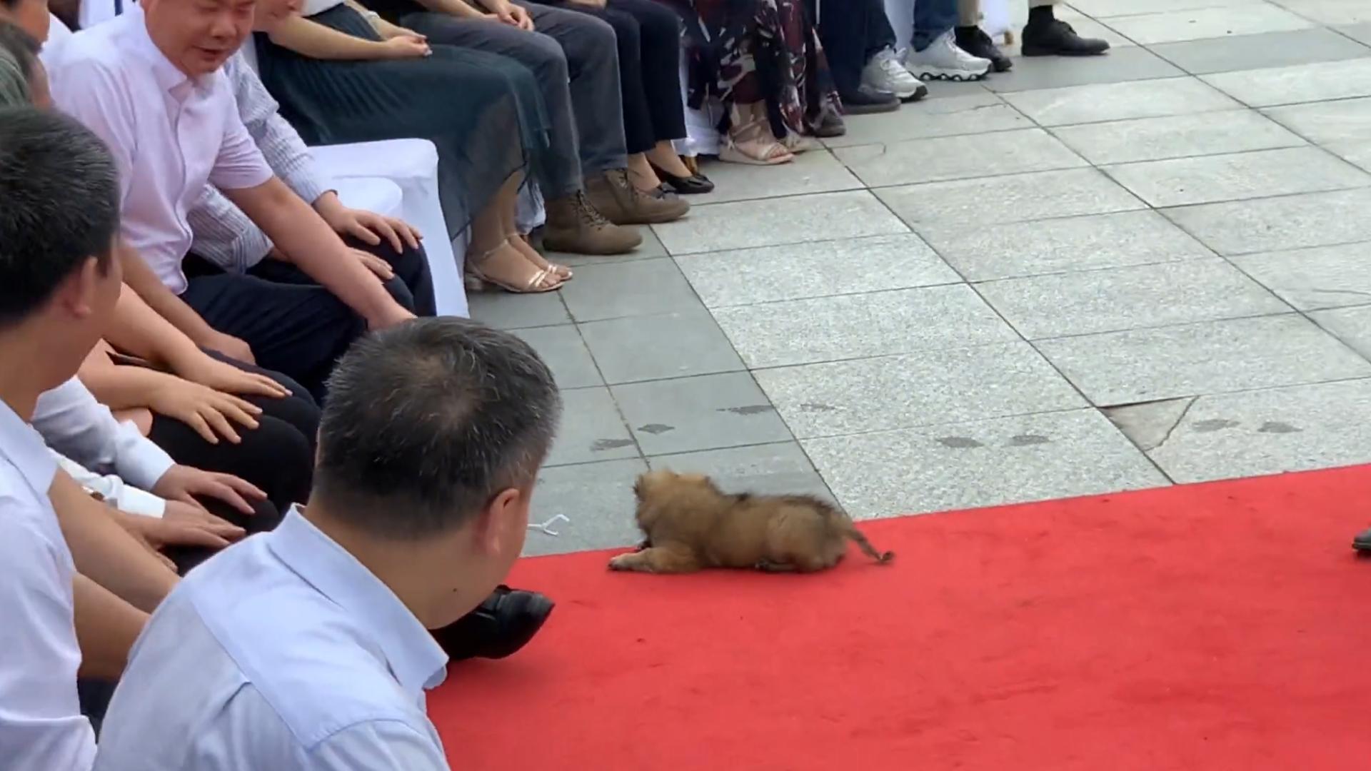 狗狗"学长"也毕业了!毕业照学校的狗狗也来拍了