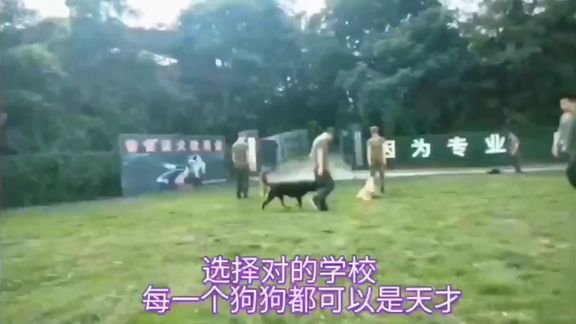 上过学的狗狗就是乖 爱他就为他挑选一个好的训犬学校