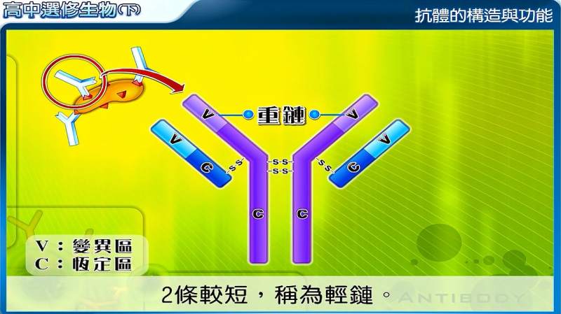 人体的防御——抗体的构造与功能