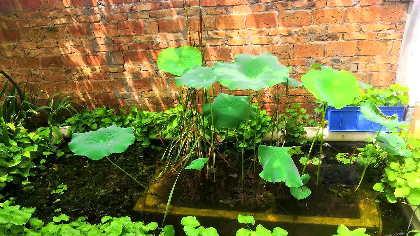 小院的生态鱼池不用过滤,如何做到水清鱼靓,小伙把经验告诉你!