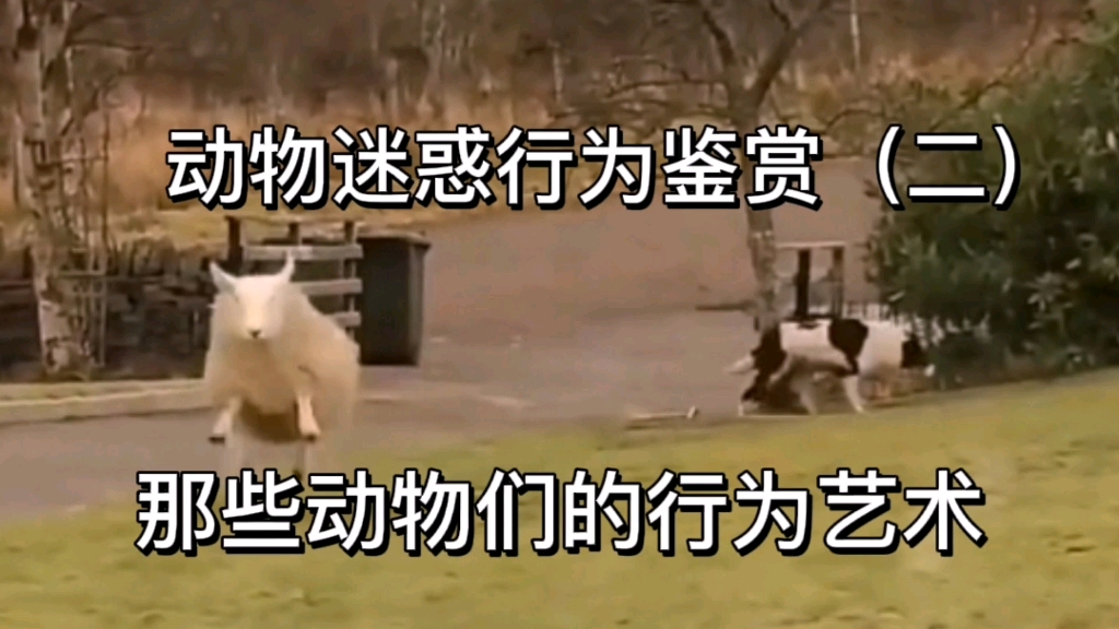 盘点动物迷惑行为合集,先有猫咪弹钢琴,后有浣熊跳街舞