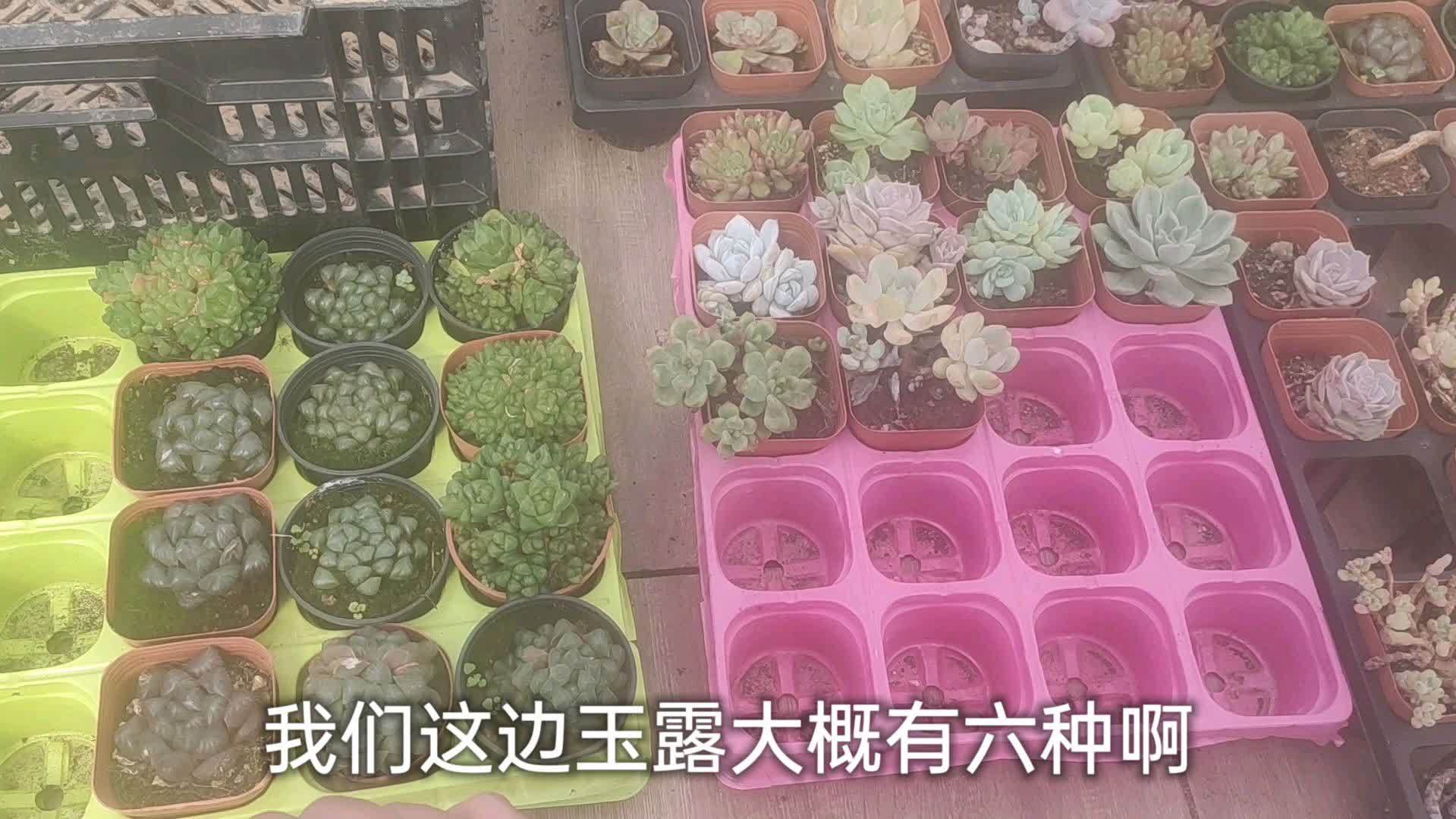 5名大学生如何用多肉装饰自己的宿舍?
