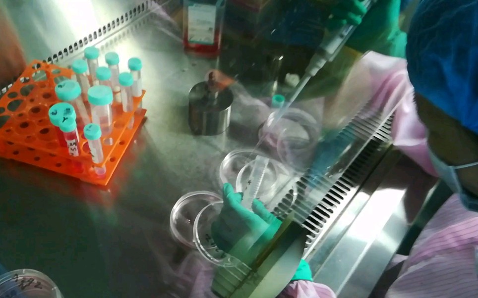 【生物实验】细胞实验日常——带你走进细胞房嘻嘻