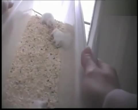 暗访实拍活体实验室虐待动物画面