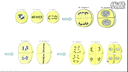 减数分裂-卵细胞形成过程02