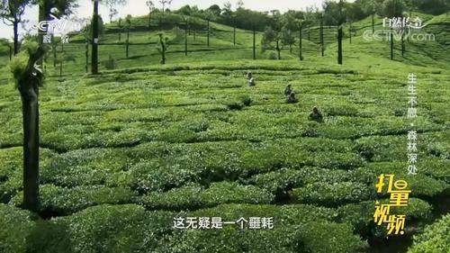 豪爽森林变成种植园,对森林里的植物而言,这是个噩耗自然传奇