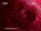 [人体星球]人体的自我修复