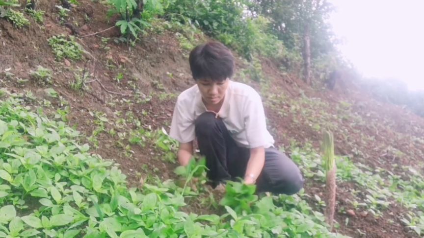 原始森林种植“发财树”,收益很乐观,人工除草,施肥准备中