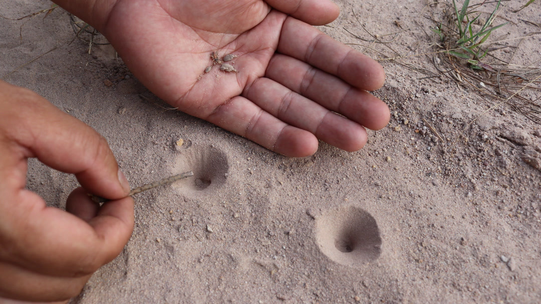 农村的地牯牛你认识吗?它的窝像漏斗,要一边挖一边念它才会出来