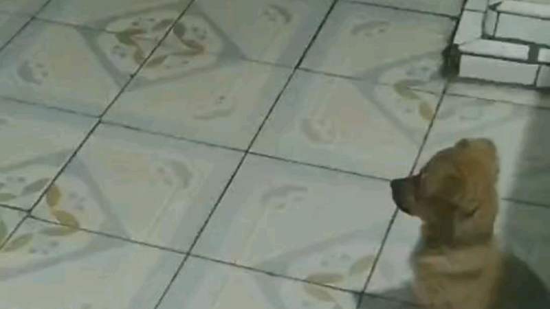 这小狗,就爱看电视,也不知道理解不理解,坐得比人都稳当