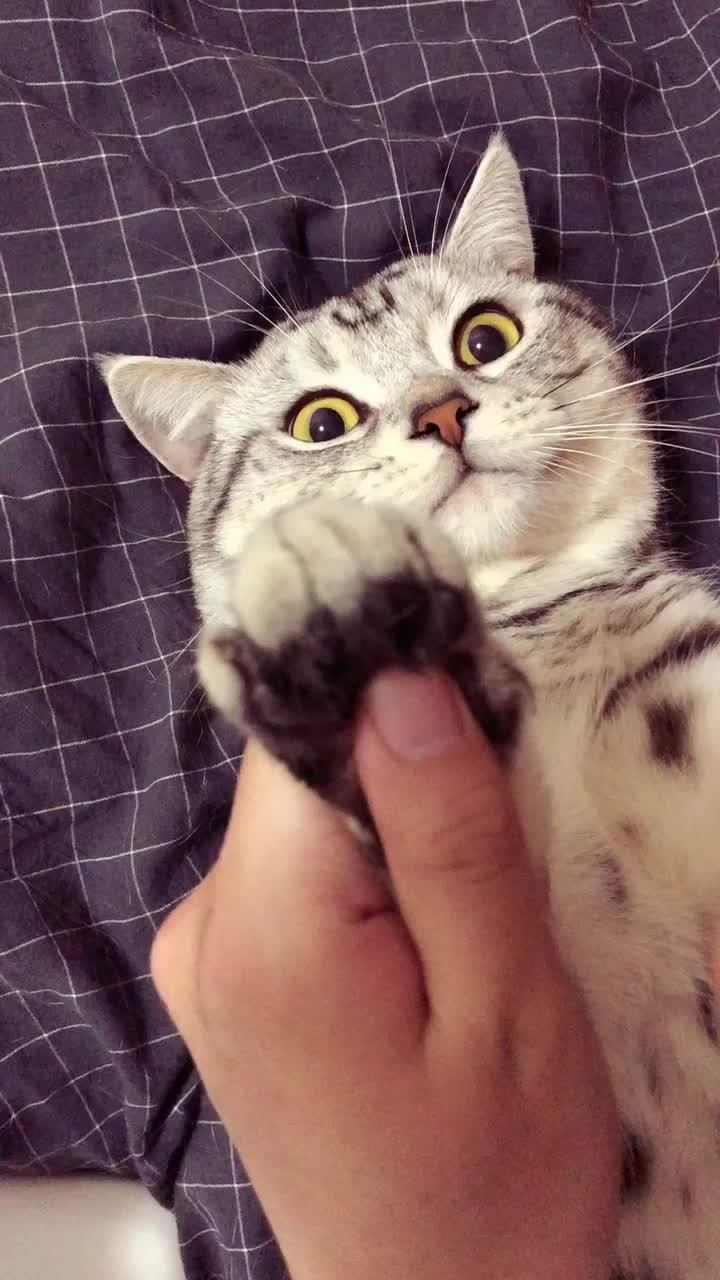 我们家猫要投诉10086,说网速太慢,影响它在刷小母猫