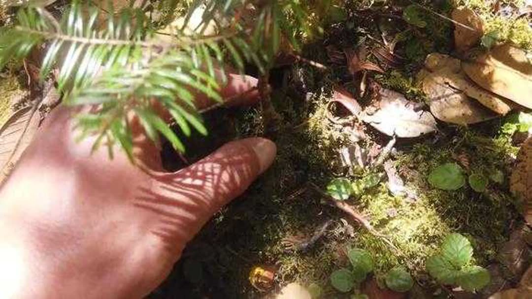 日常的巡山,山林里山花烂漫,准原始森林级别的林地,海拔很高