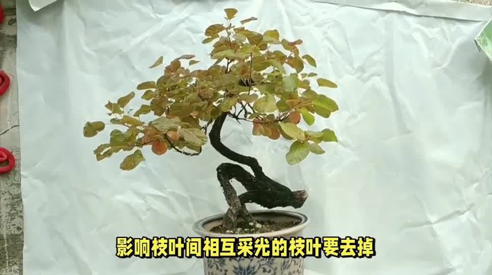黄栌盆景的养护和管理