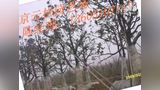 2012绿化苗木报价:广玉兰价格|雪松价格|紫薇价格|白玉兰价格|红玉兰...