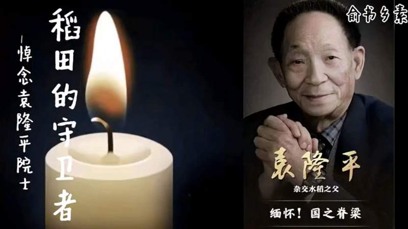 悼念袁隆平院士,充满狼性的羊朗诵:稻田的守卫者