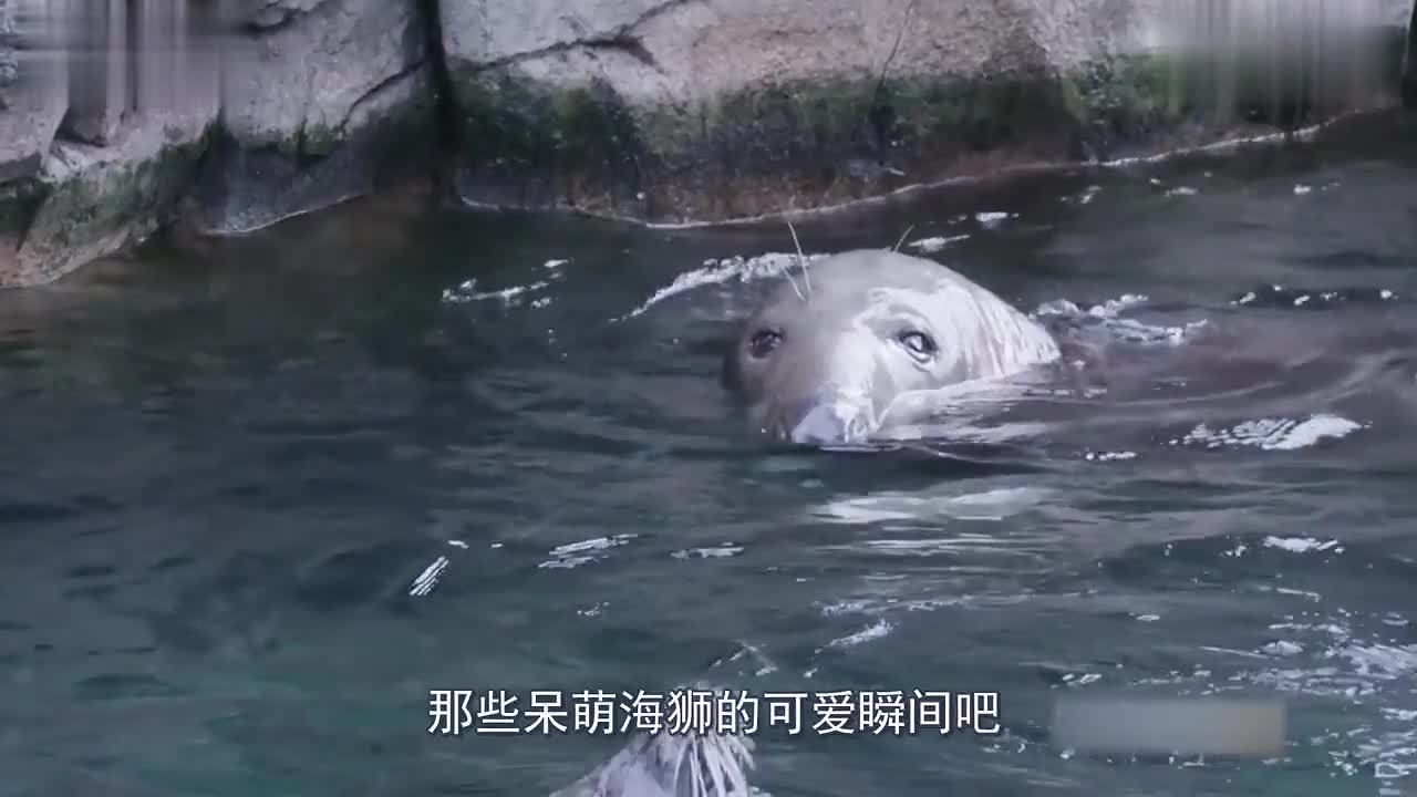 可爱海狮海洋馆内调皮,围绕着男子的手指转动,镜头拍下全过程