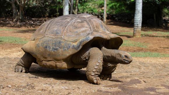 地球上寿命最长的七种动物,乌龟仅排第四,第一名可以永生