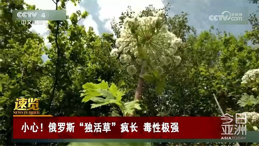 小心!俄罗斯"独活草"疯长 毒性极强
