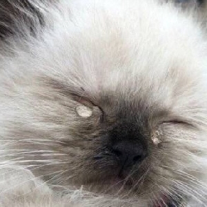 一些巧克力暹罗猫咪 