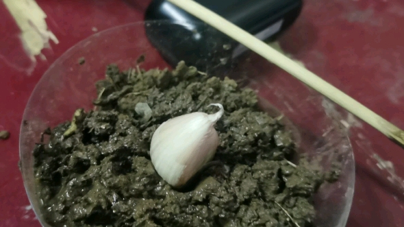 小蒜苗成长日记