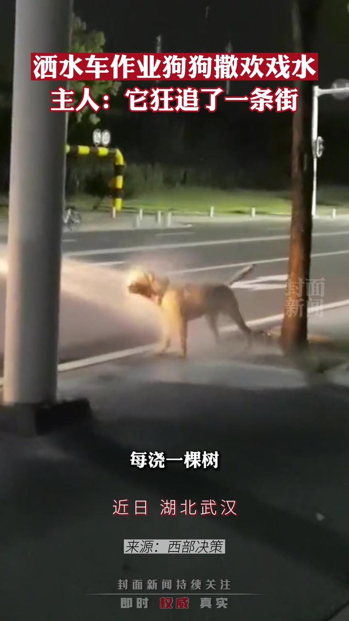 再不冲凉要变"热狗"了!洒水车作业狗狗撒欢狂追戏水