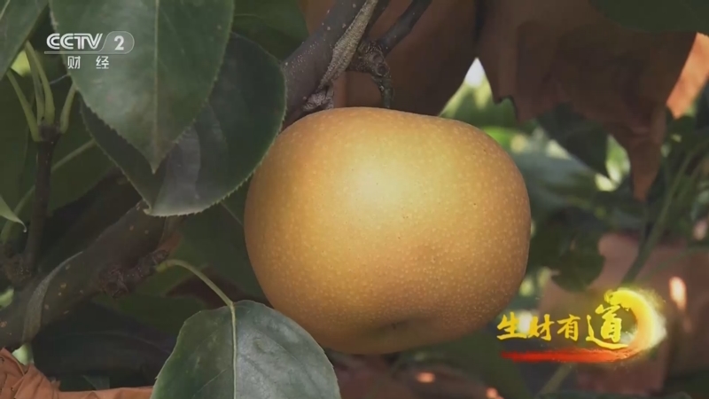 [生财有道]得天独厚的生长环境 为威梨种植提供先决条件