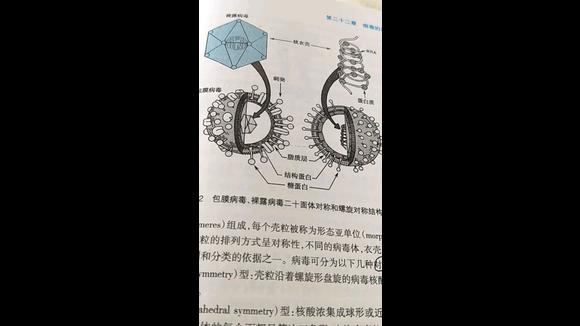 病毒的基本结构-核衣壳,包膜病毒及裸露病毒