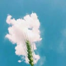 陌上离人½心上秋 